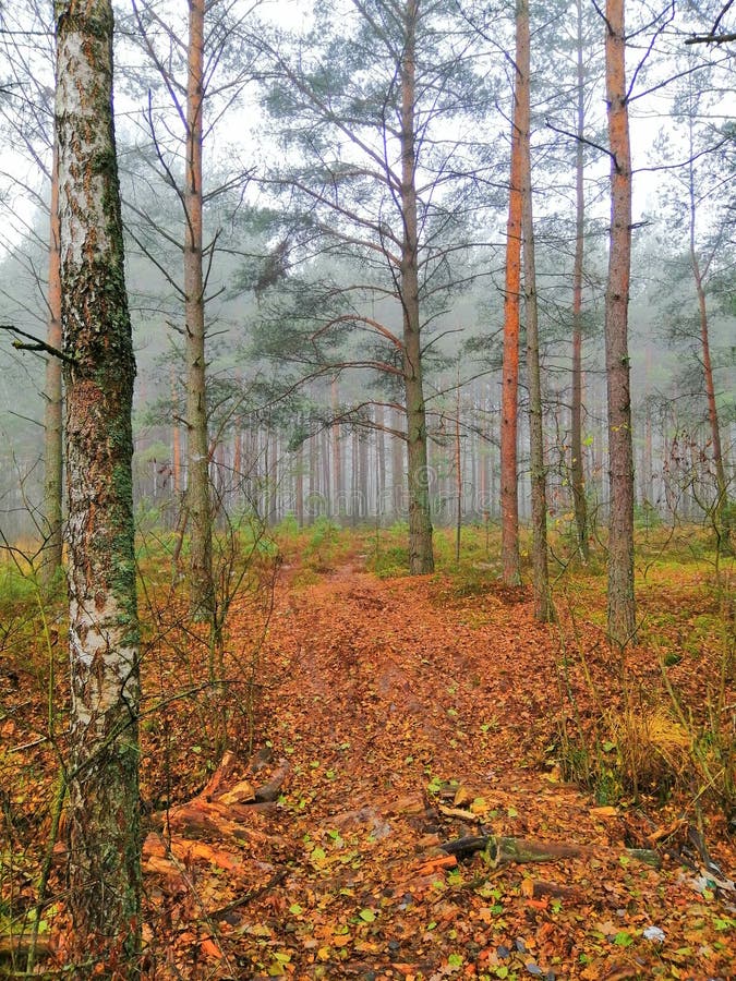 Autumn forest stock photo. Image of forest, pines, nature - 134184062
