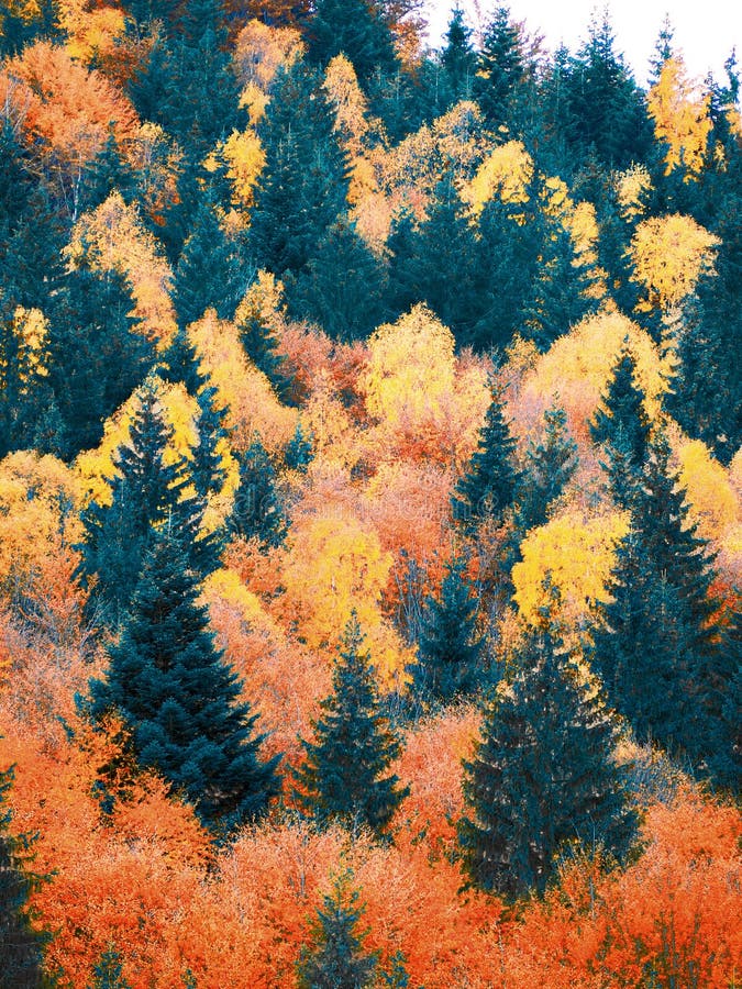 Autumn Forest with Pines at the Mountains Stock Image - Image of gold ...
