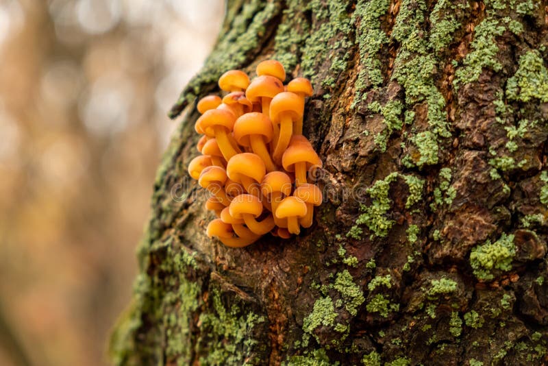 Autumn Forest Poisonous Toadstools Nature. Green Nature-toadstool ...