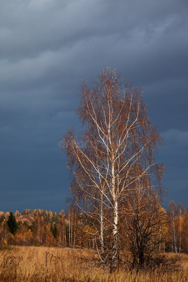 Autumn forest after rain stock image. Image of birch - 11256327