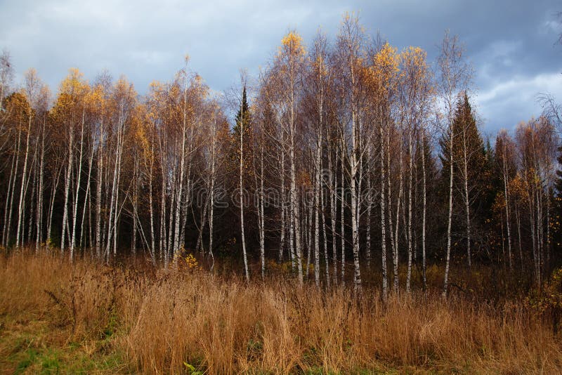Autumn forest after rain stock photo. Image of scenics - 11256440