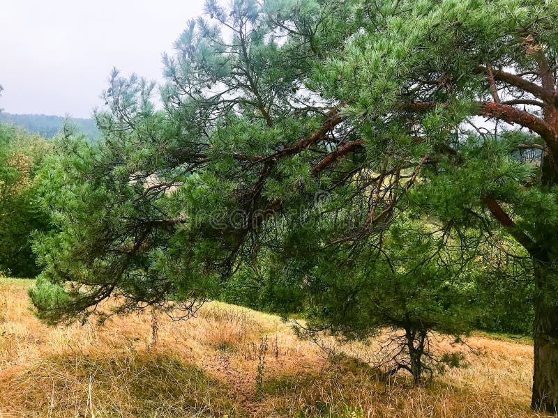 Autumn Forest after the Rain Stock Photo - Image of leaf, environment ...