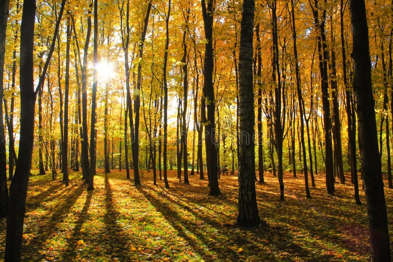 Autumn Forest in the Rays of the Setting Sun Stock Image - Image of ...