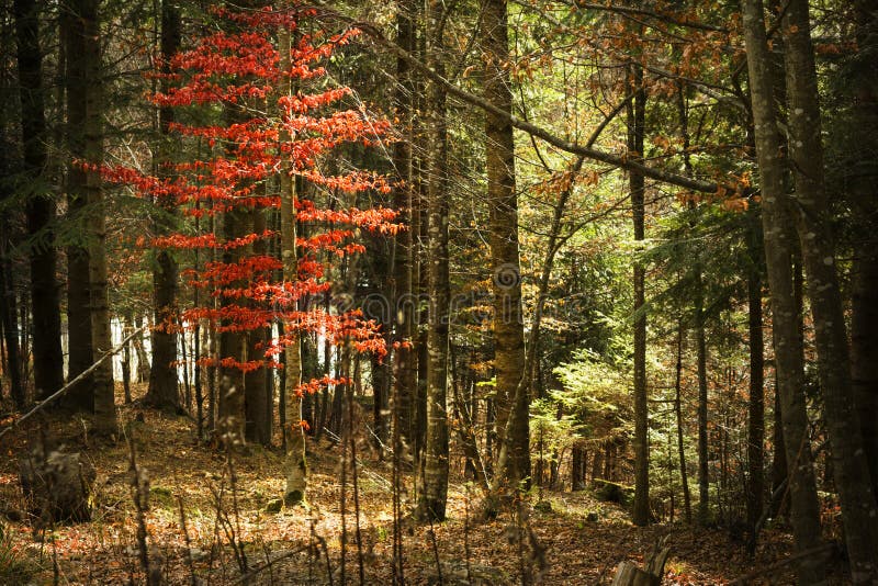 Beech tree forest panorama stock photo. Image of fall - 27918652