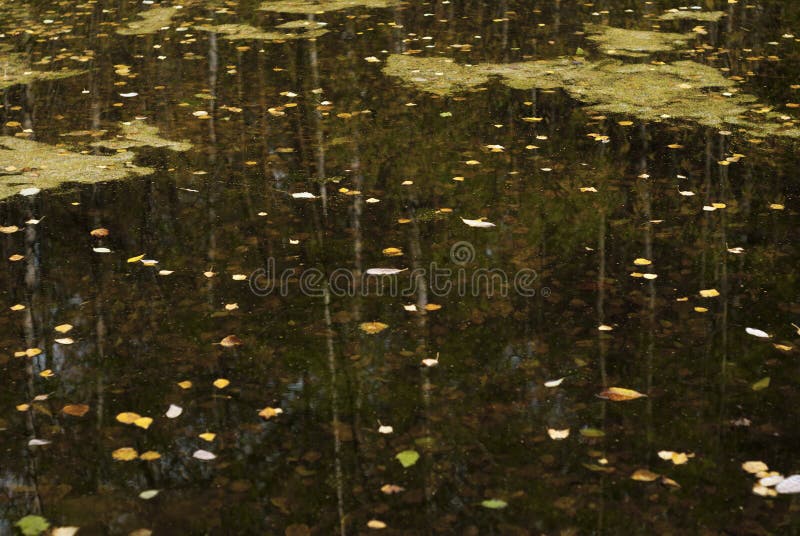 Autumn puddle stock photo. Image of environment, reflection - 130292172