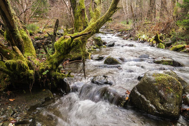 Autumn at forest stock photo. Image of bridge, landscape - 80382724