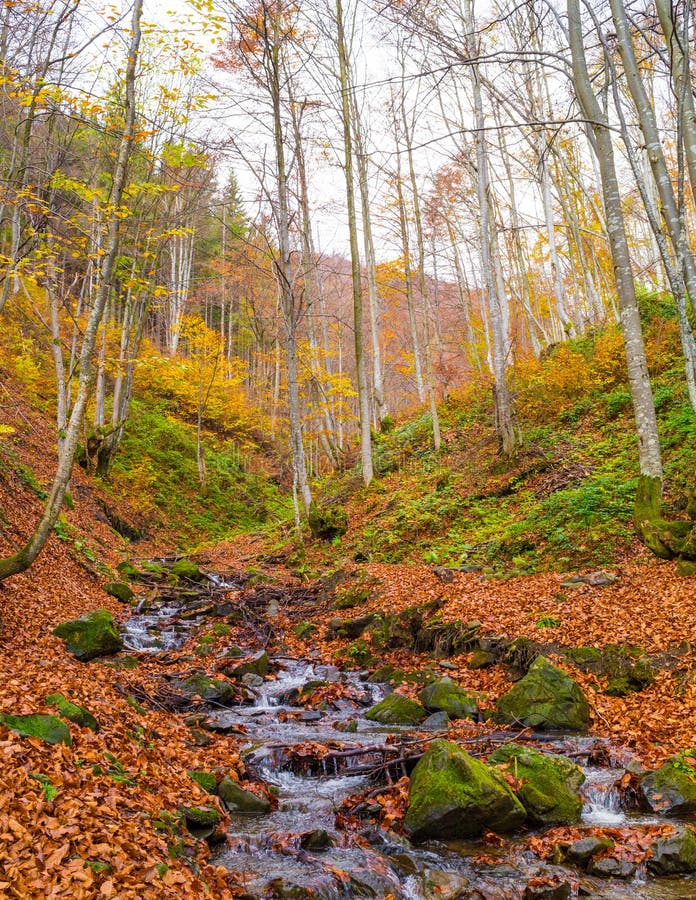 Autumn forest with river stock image. Image of nature - 86487281