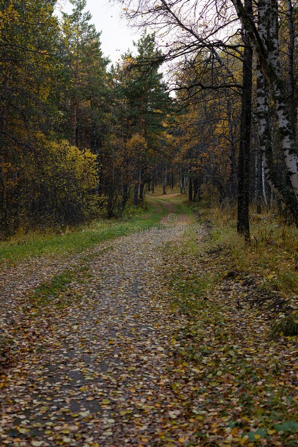 Autumn Forest Road on Autumn Background in October, Rainy Weather Stock ...