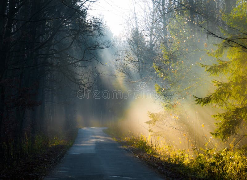 Autumn forest and road stock photo. Image of branch, leaf - 35288688