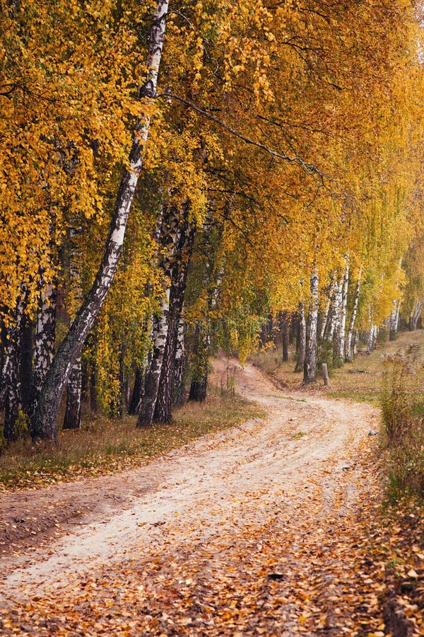 Autumn forest road stock photo. Image of nature, footpath - 43009316