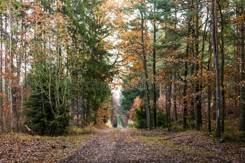 Autumn Forest Road in Czech Countryside Stock Photo - Image of republic ...