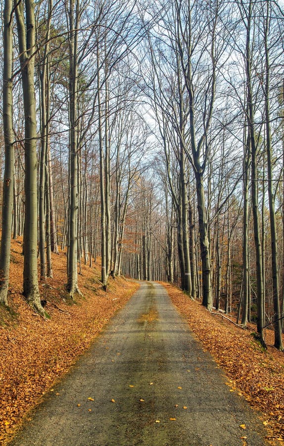 Autumn Forest Road in Deciduous Beech Forest Stock Image - Image of ...