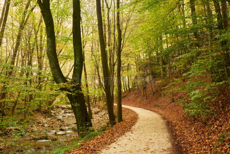 Autumn forest road stock image. Image of beautiful, nature - 118505683