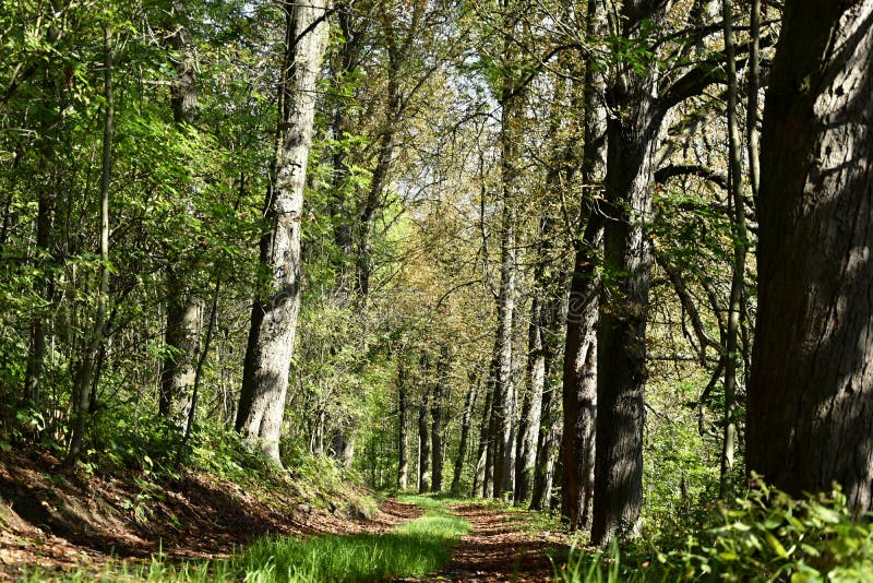 Autumn Forest Road. Leaf Trees Around the Road Stock Image - Image of ...