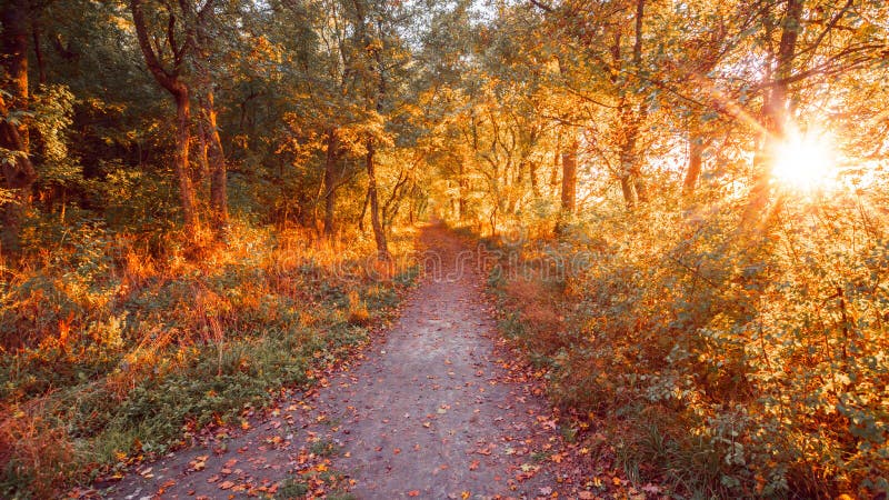 Autumn Forest Road Leaves View. Autumn Leaves Ground. Autumn Forest ...
