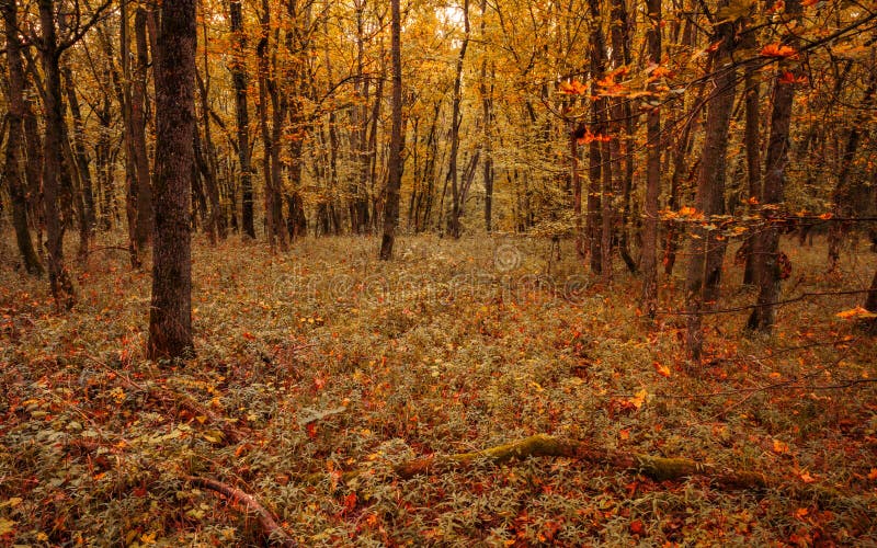 Autumn Forest Road Leaves View. Autumn Leaves Ground. Autumn Forest ...