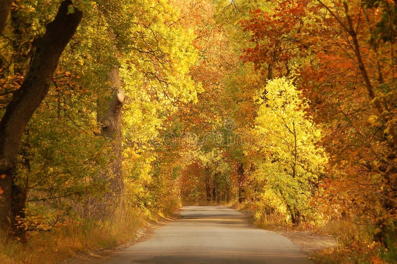 Autumn forest road stock image. Image of europe, outdoor - 127403621