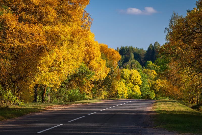 Autumn Forest Road Scenery View. Beautiful View from Inside the Forest ...