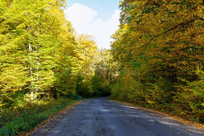 Autumn Forest. the Road between Yellow Trees and Leaves. Stock Photo ...