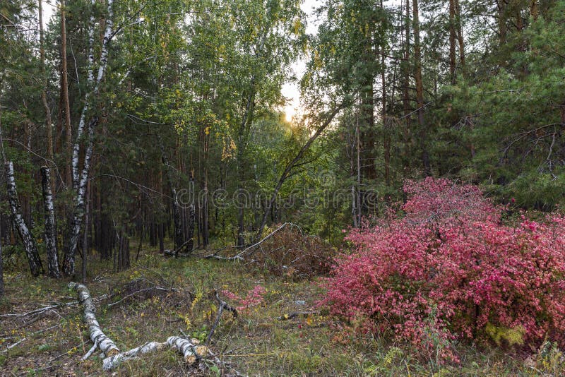 Autumn forest rose bush. stock photo. Image of bush, colours - 65116562