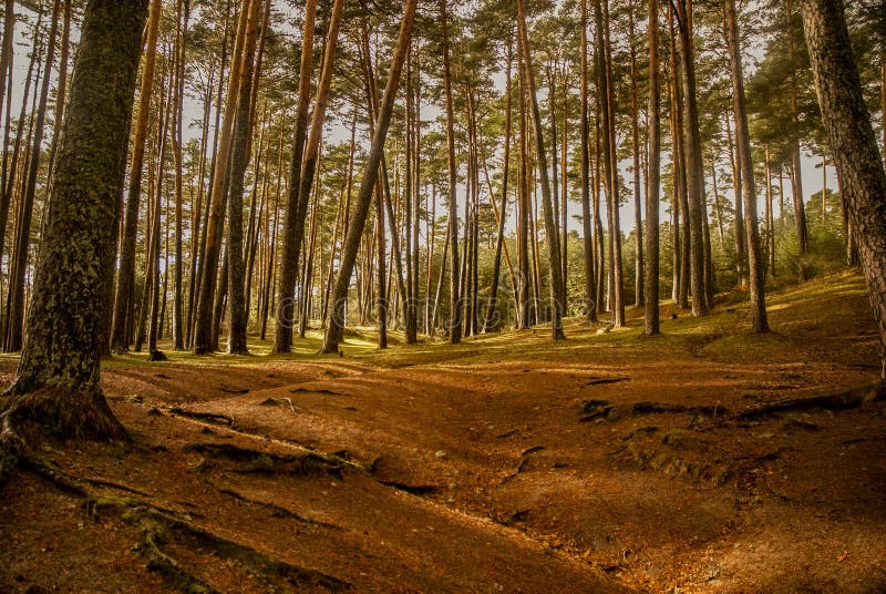 Autumn Forest with Rows of Trees Stock Photo - Image of sunbeam ...