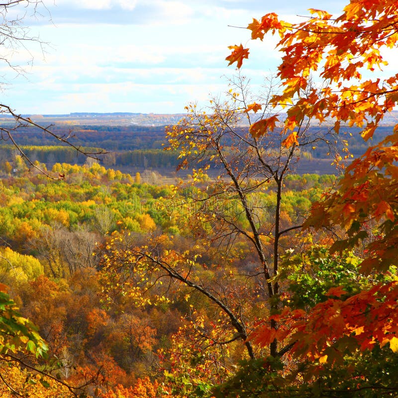 Autumn forest scene stock photo. Image of nature, orange - 11385162