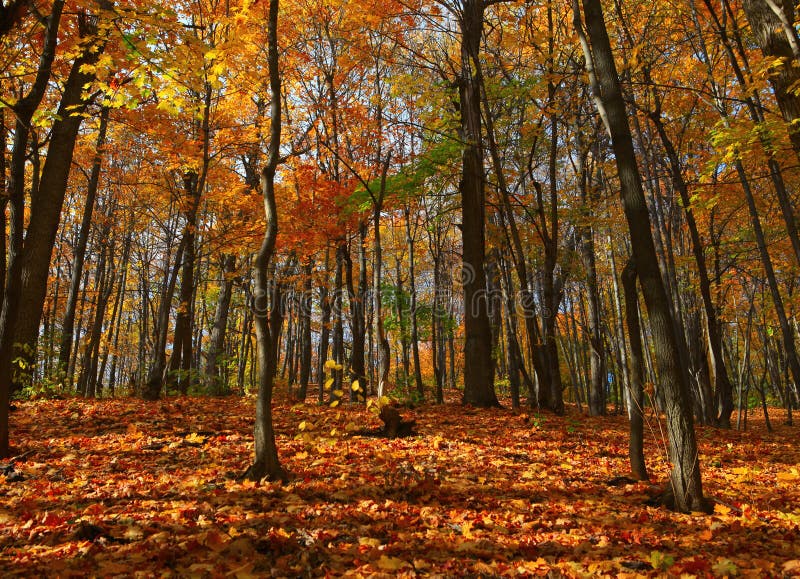 Autumn forest scene stock photo. Image of garden, season - 11385250