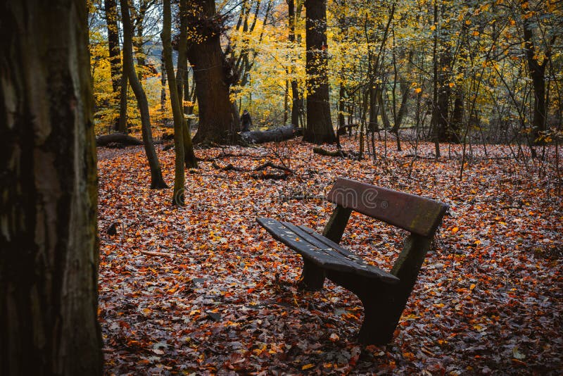 Autumn Forest Scene with Empty Bench. Winding Walking Path Foliage Leaf ...