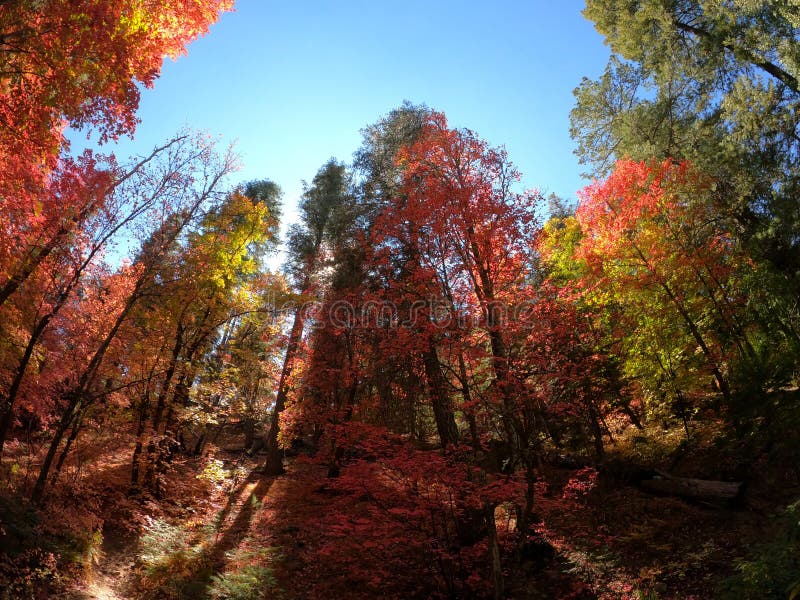 Autumn Forest Scene Mount Lemmon Stock Photos - Free & Royalty-Free ...