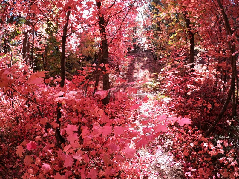 Autumn Forest Scene Mount Lemmon Stock Photos - Free & Royalty-Free ...