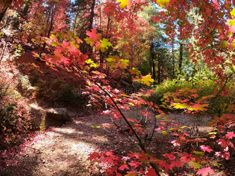 Autumn Forest Scene Mount Lemmon Stock Photos - Free & Royalty-Free ...
