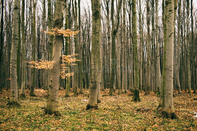 Autumn Forest Scene Woodland Stock Image - Image of autumn, pathway ...