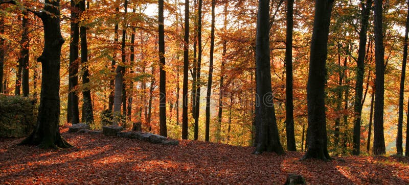 Autumn forest scenery stock photo. Image of landscape - 35065864