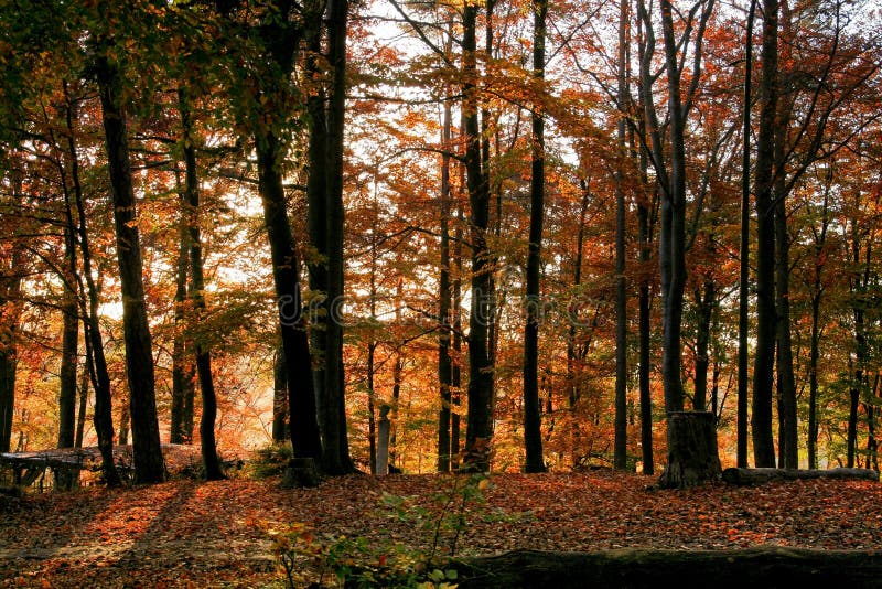 Autumn forest scenery stock image. Image of leaf, seasonal - 36685709