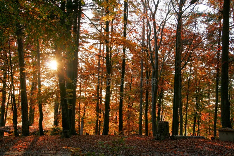 Autumn forest scenery stock image. Image of sundown, seasonal - 36724707