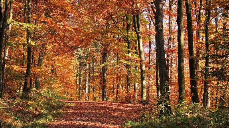 Autumn forest scenery stock image. Image of road, forest - 36421479