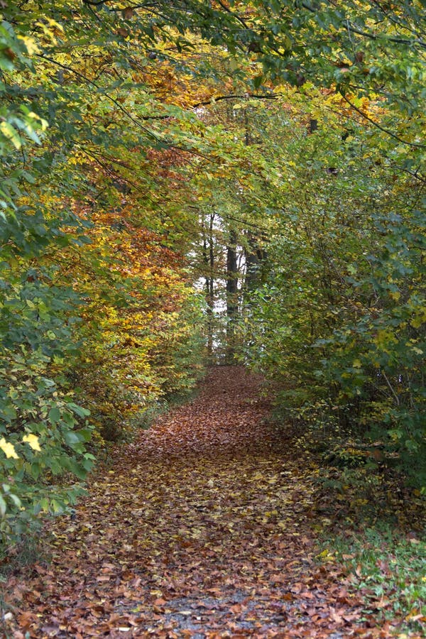 Autumn forest scenery stock image. Image of bush, rurally - 36489101