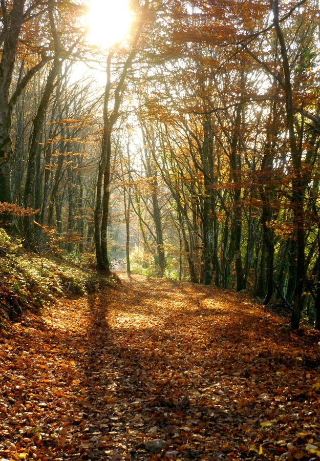 Autumn Forest Scenery with Rays of Warm Light Illumining the Gold ...