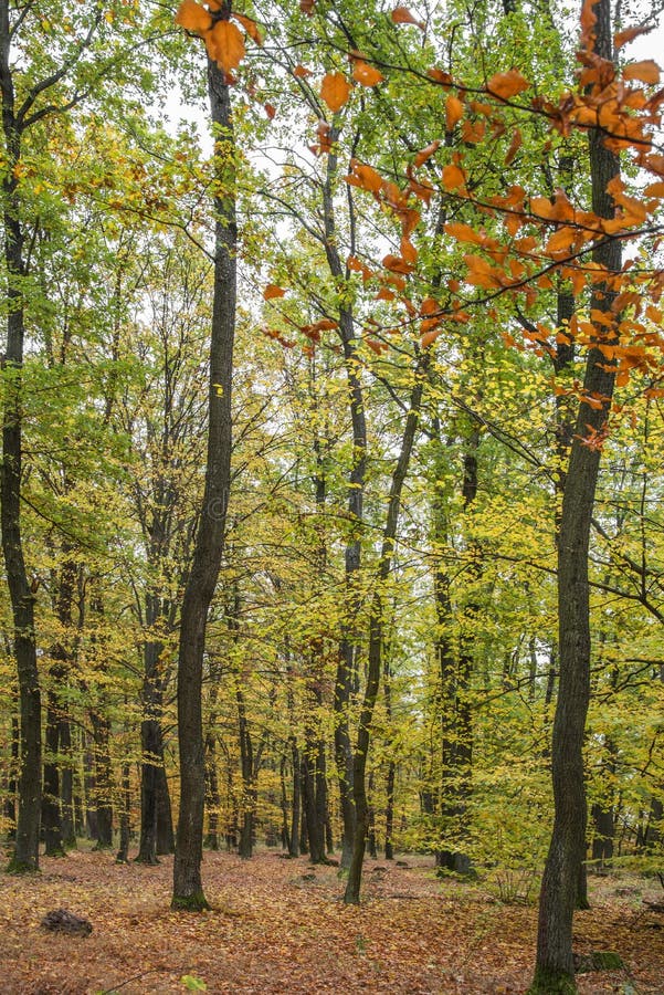 Autumn Forest Scenery with Road of Fall Leaves. Footpath in Scene ...