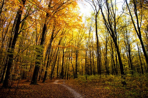 Autumn Forest in September with Yellow Leaves, Fall Stock Photo - Image ...
