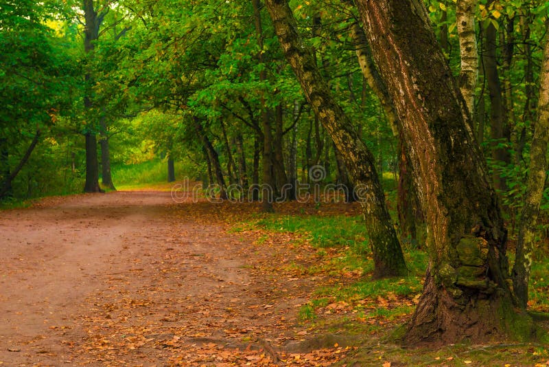 Autumn Forest, Shot in the Morning Stock Image - Image of spruce ...
