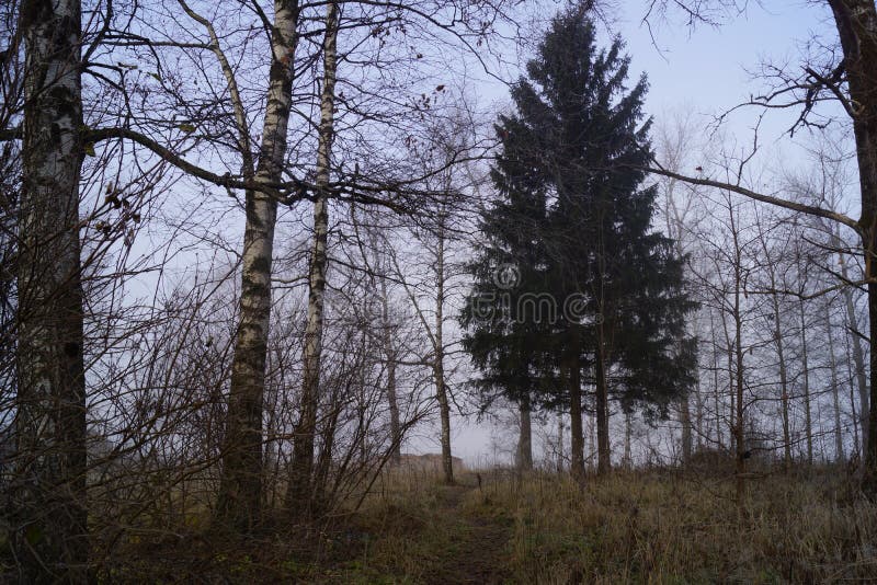 Autumn Forest Shrouded in Fog Stock Photo - Image of leafless, dried ...