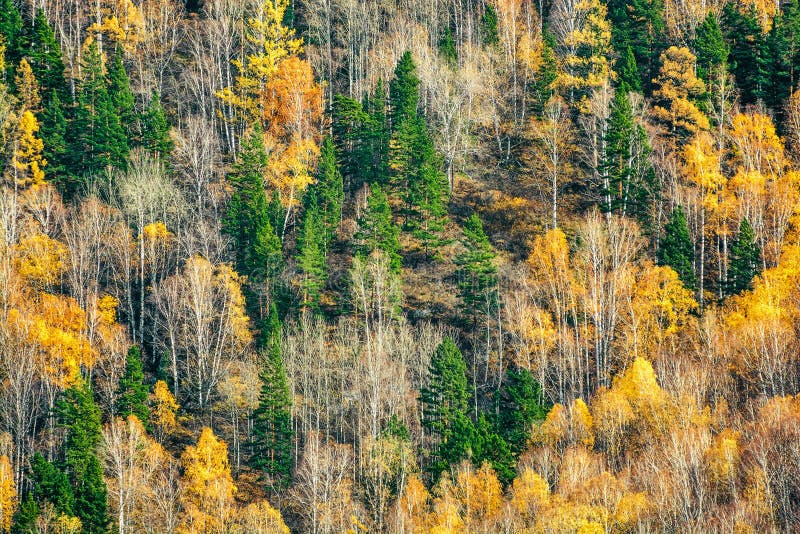 Autumn forest. Siberia stock image. Image of fall, nature - 103727003