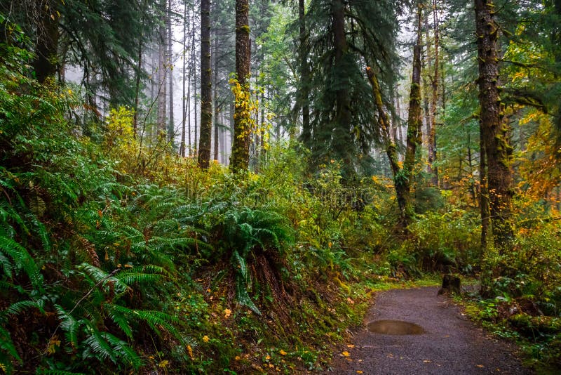Autumn Forest, Silver Falls State Park, Oregon Stock Image - Image of ...