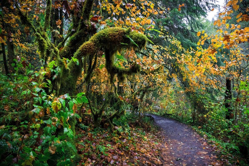 Autumn Forest, Silver Falls State Park, Oregon Stock Image - Image of ...