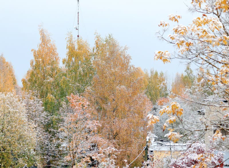 Trees in the snow stock image. Image of nature, outdoor - 160858475