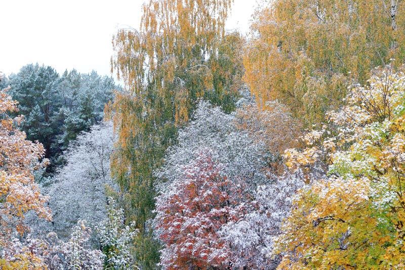 Trees in the snow stock image. Image of mountain, pattern - 160858837