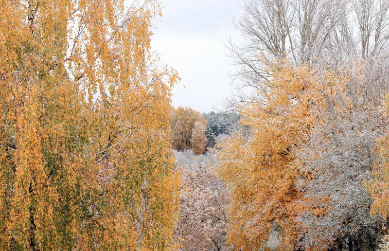 Trees in the snow stock image. Image of design, plant - 160859053