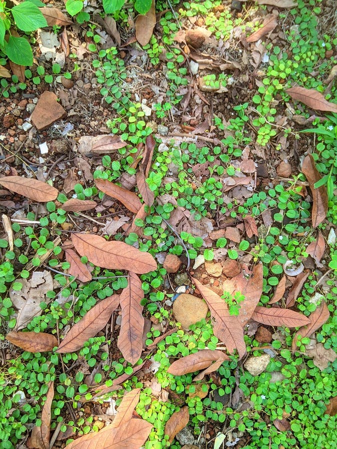 Autumn Forest Soil Texture in High Resolution with Seamless Finished ...