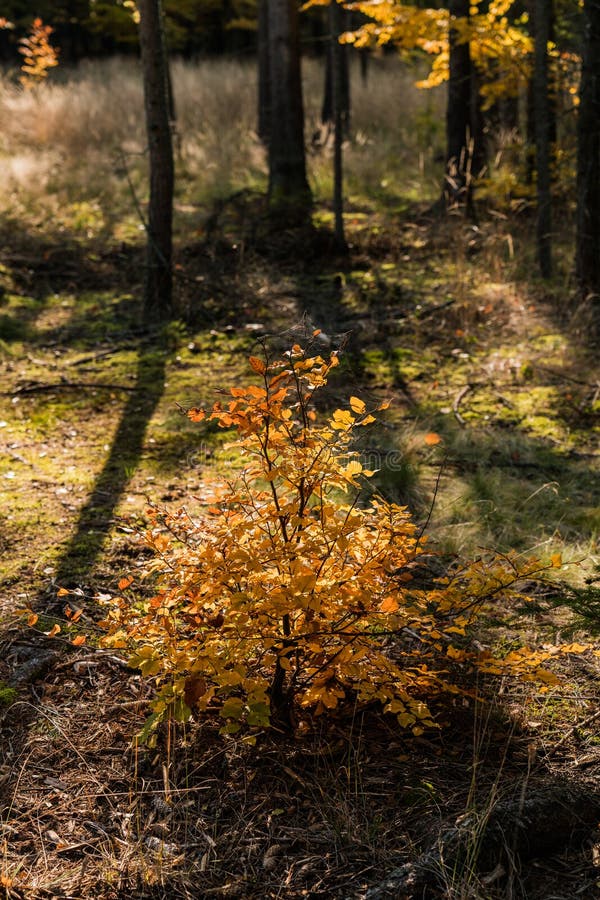 Forest Still Life, with Early Snow, and Autumn Foliage Covered Stock ...